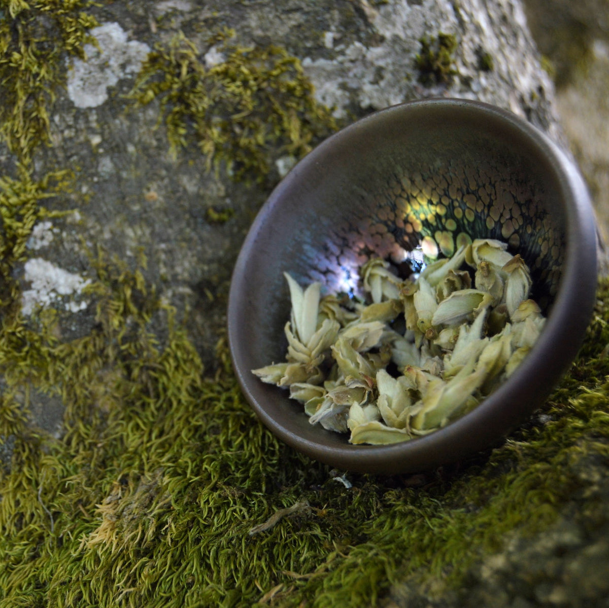 Essential of Tea: White Tea | Oregon Tea Traders